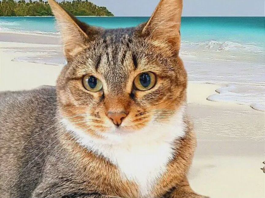 Кошка Маруся в поиске любящих хозяев