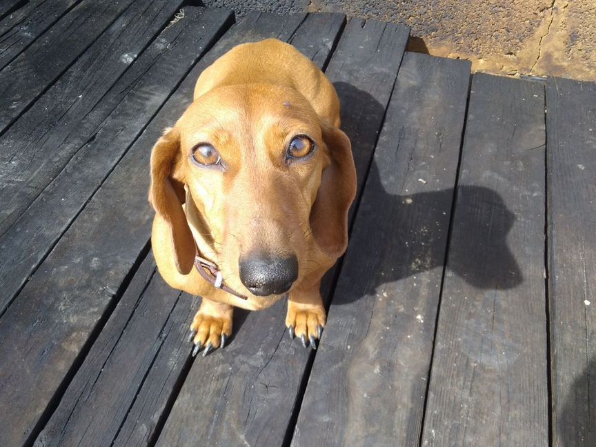 Моя любимая собака