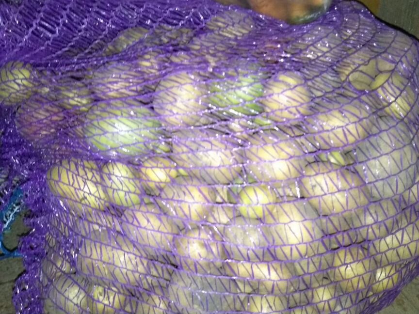 Картофель мелкий на корм скоту