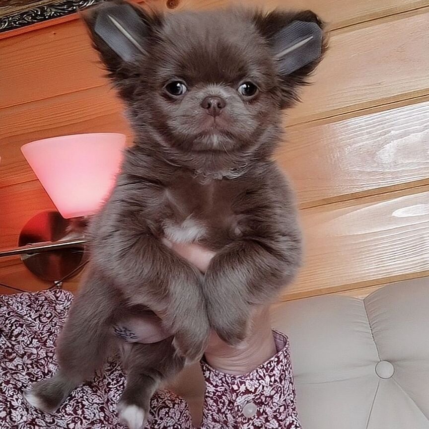 Чихуахуа, щенок