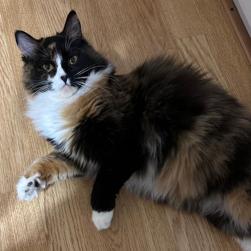 Отдам кошку в добрые руки