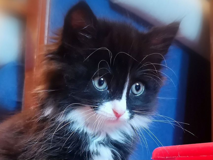 Котёнок пушистый мальчик