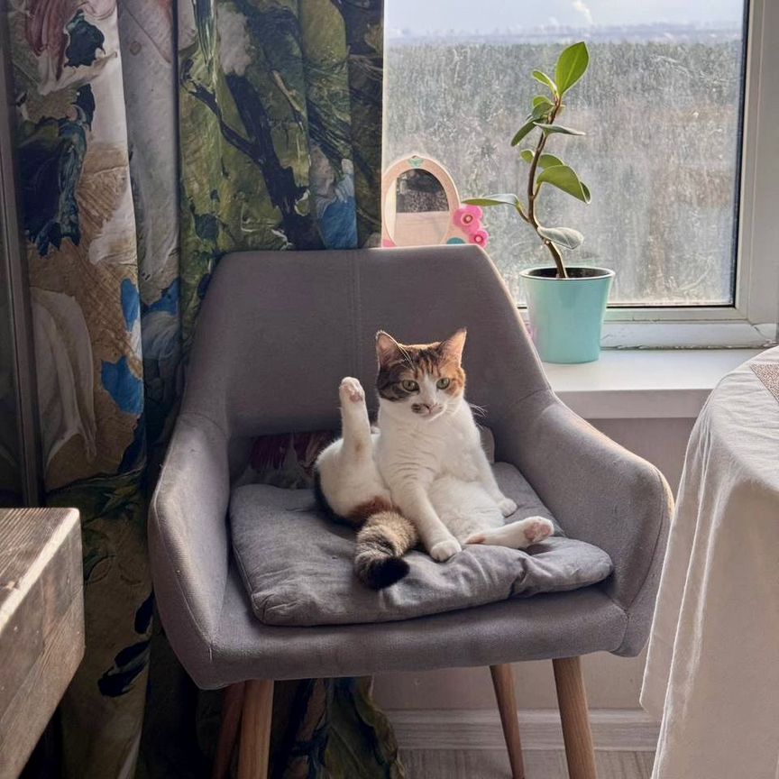 Кошка 1 годик в добрые руки