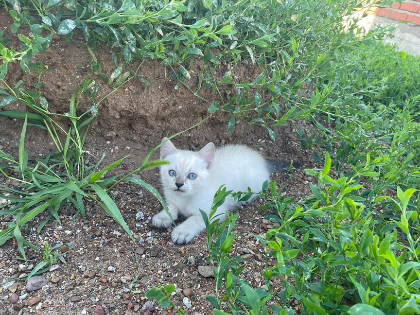 Отдам котят в добрые руки, сибирская порода