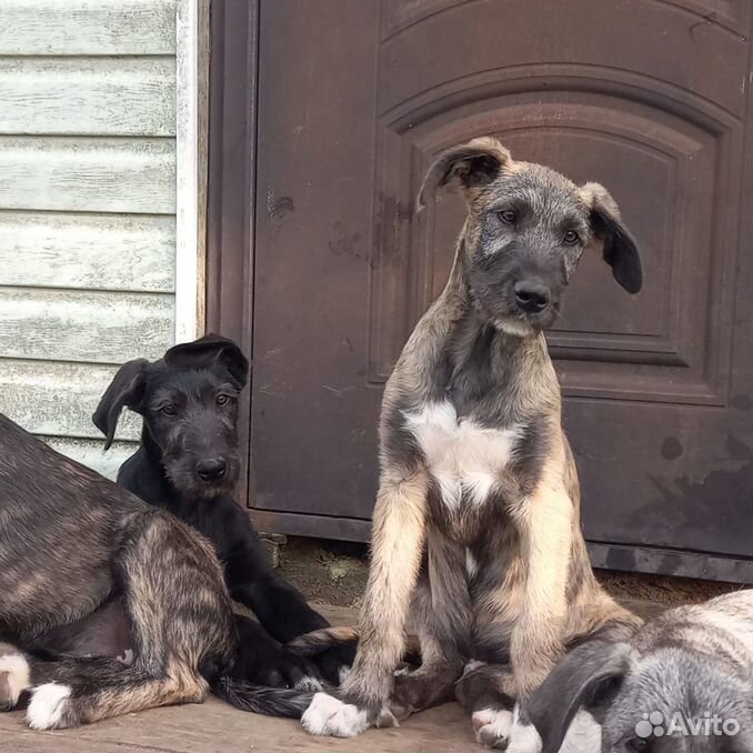 Щенки Ирландского волкодава