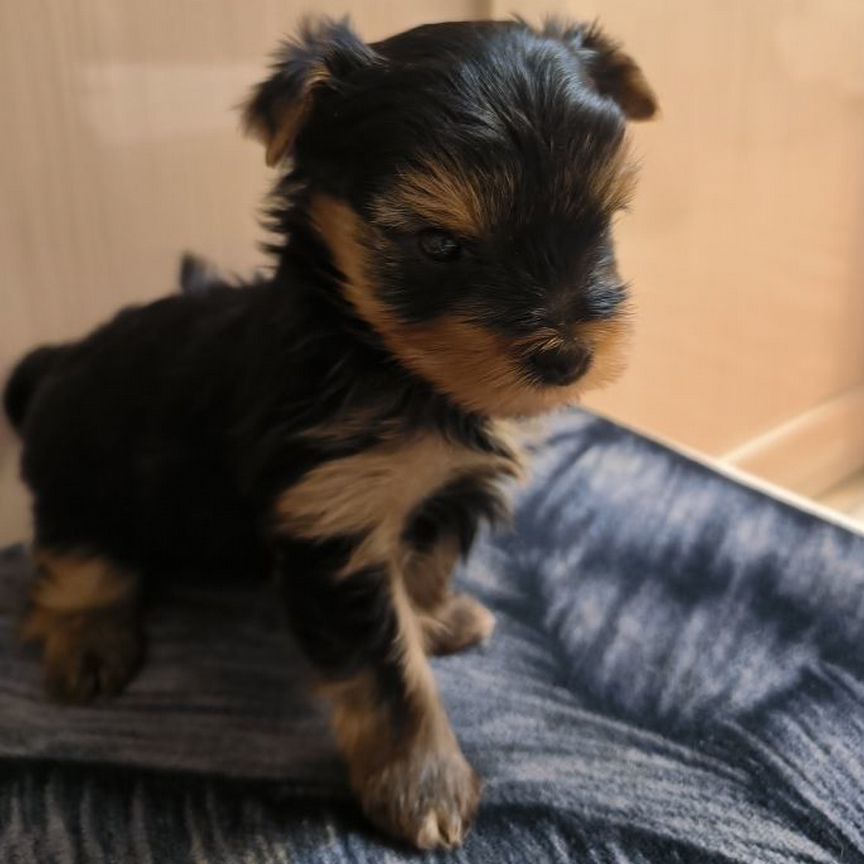 Йоркширский терьер, щенок