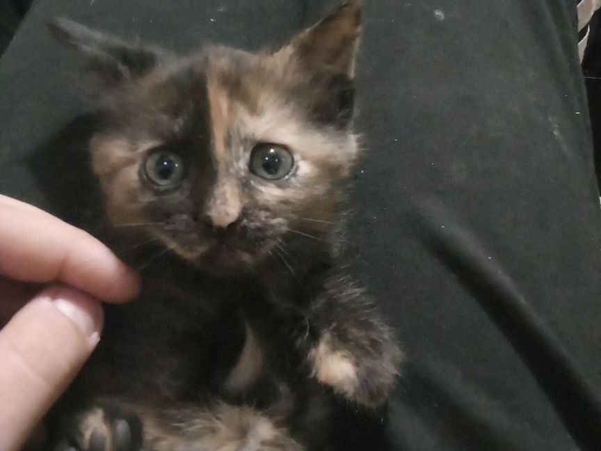 Котёнок Мейн -кун