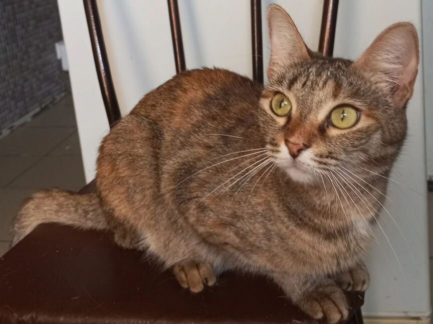 Кошка Сая