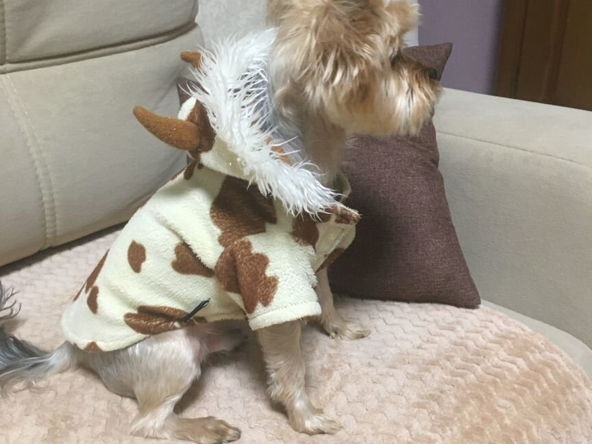 Одежда для собачки