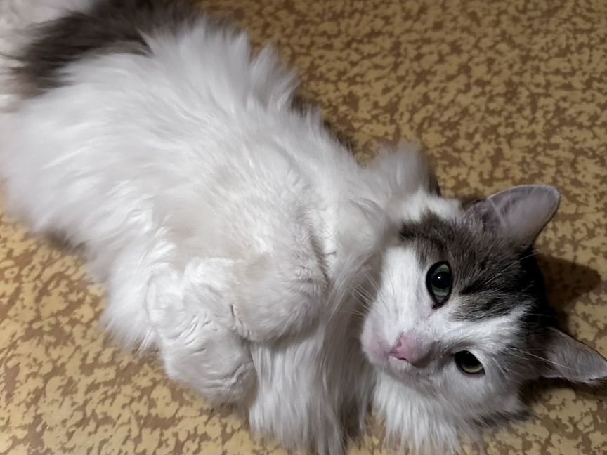 Отдам кота в добрые руки