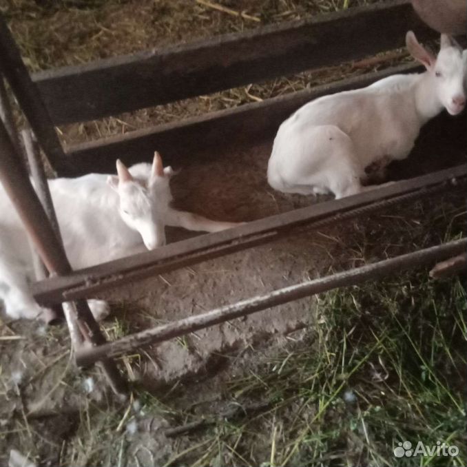 Козы и козлята продажа