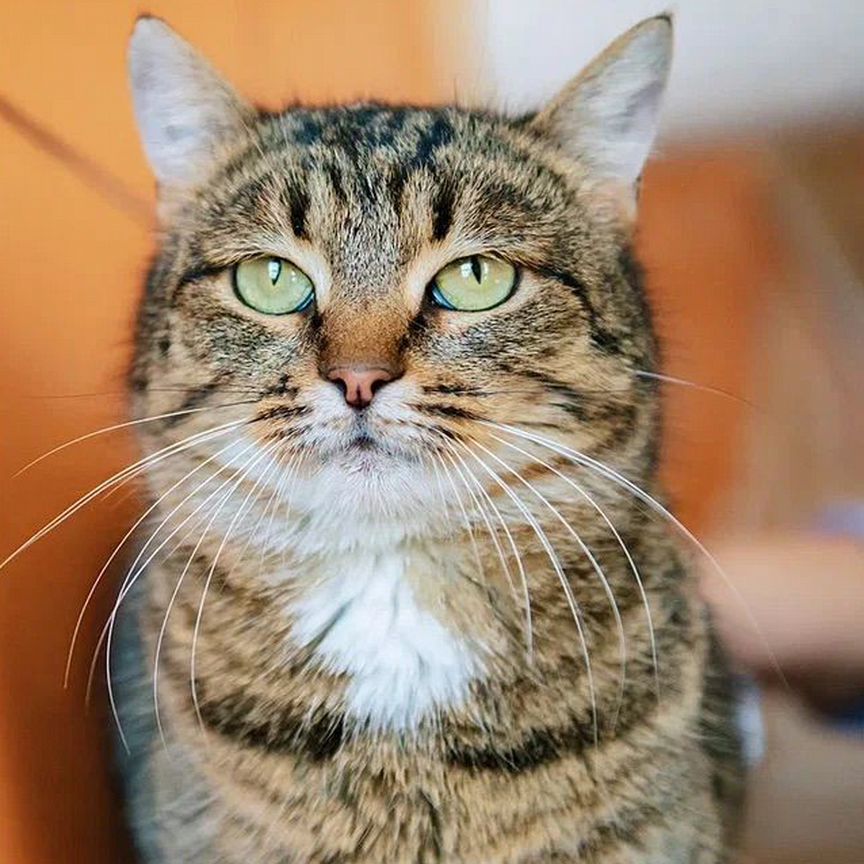 Ласковая кошечка Пума из приюта бесплатно в добрые