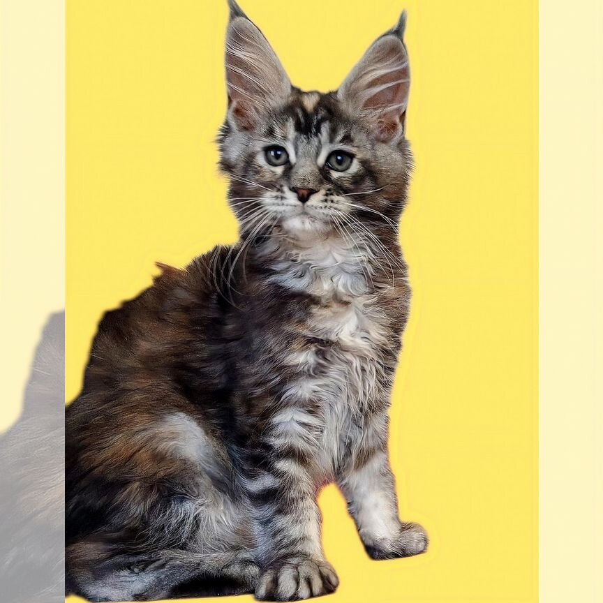 Мейн-кун котёнок