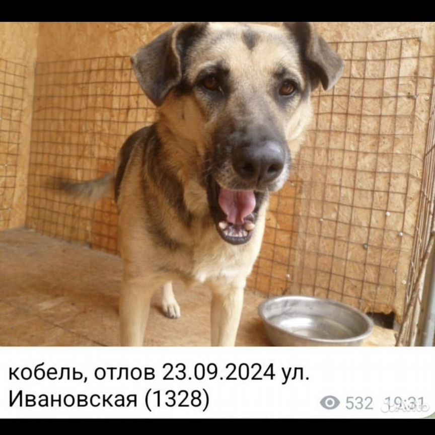 Спасите собаку от смерти