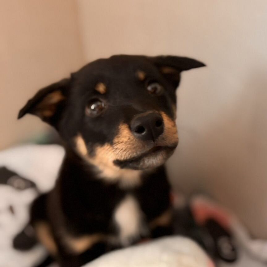 Щенок почти овчарка