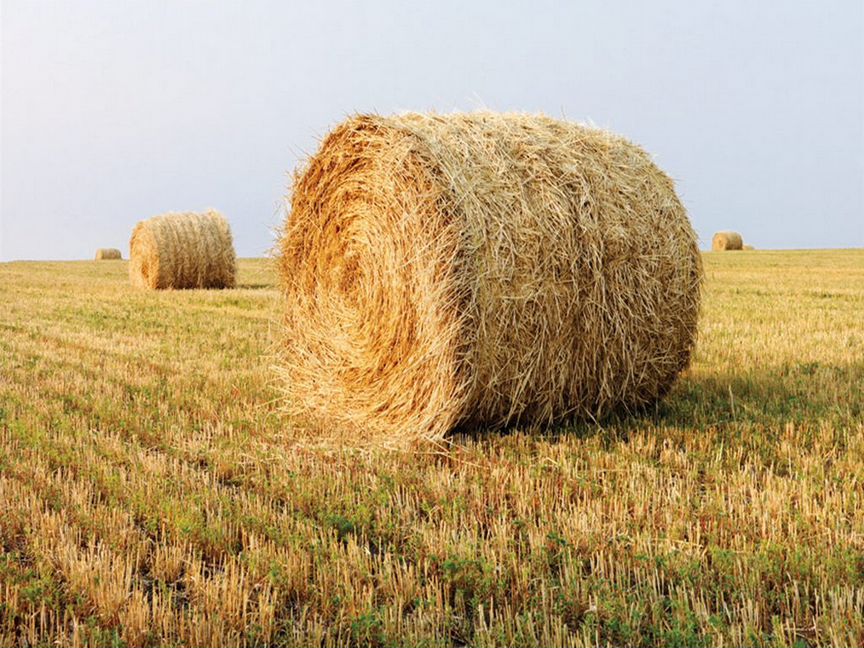 Салома тюках. Ячмень