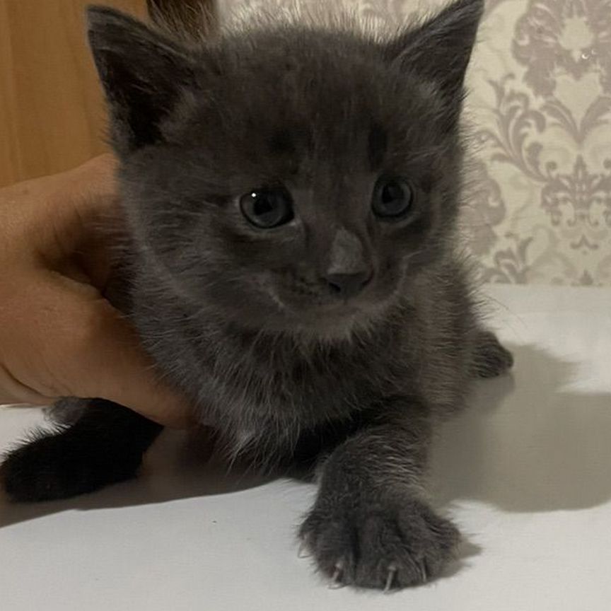 Котята отдам бесплатно