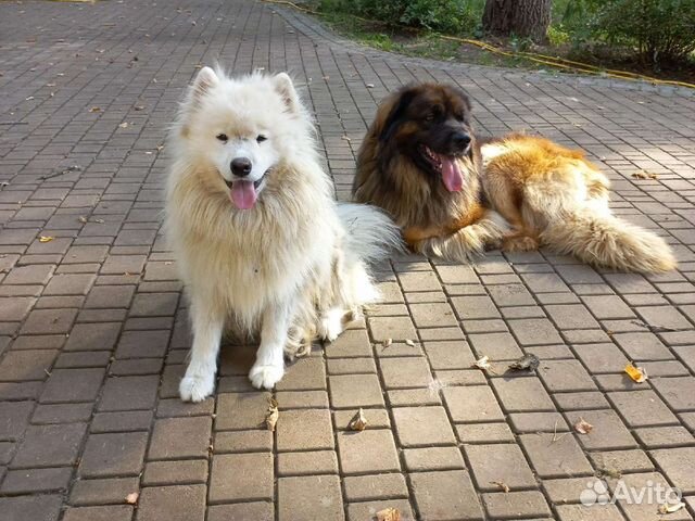 Самоед и Леонбергер отдам