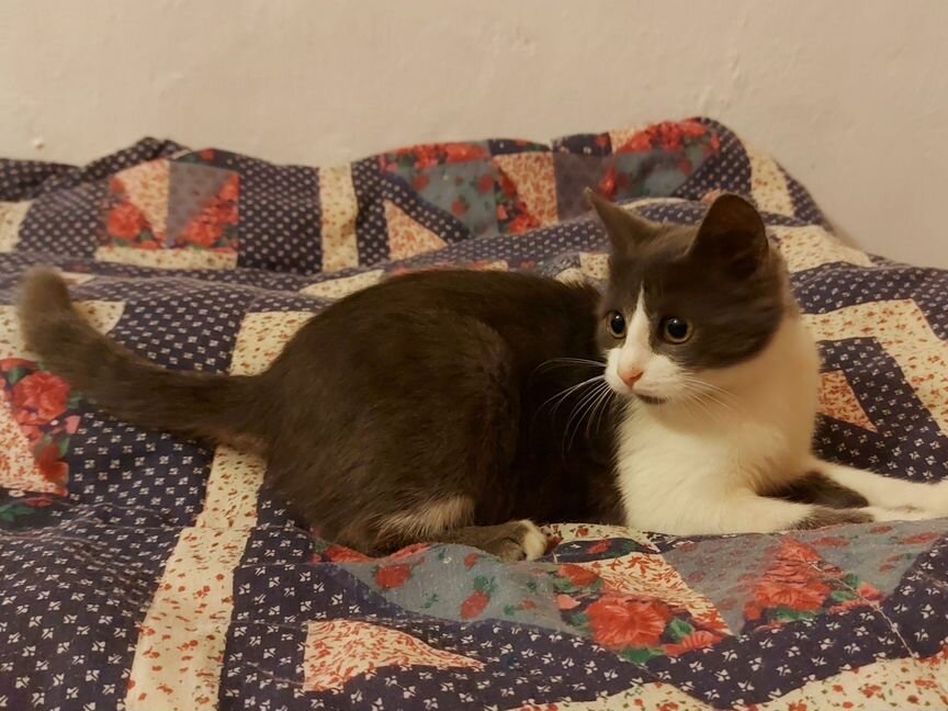 Отдам котенка бесплатно