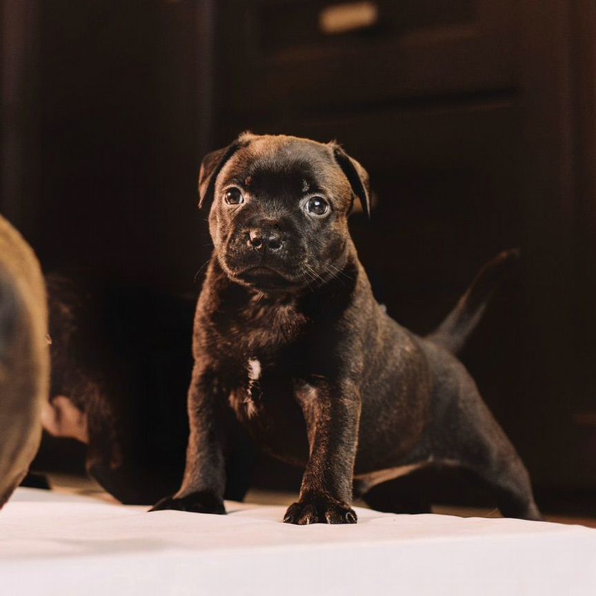 Стаффордширский бультерьер, щенок