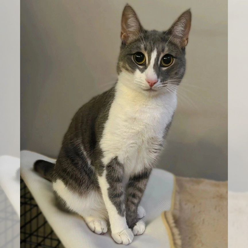 Котик Чехов ищет семью