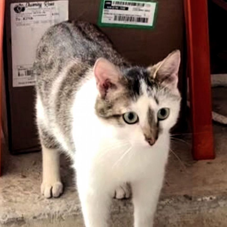 Кот