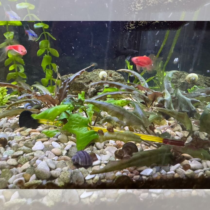 Улитки аквариумные ампулярии