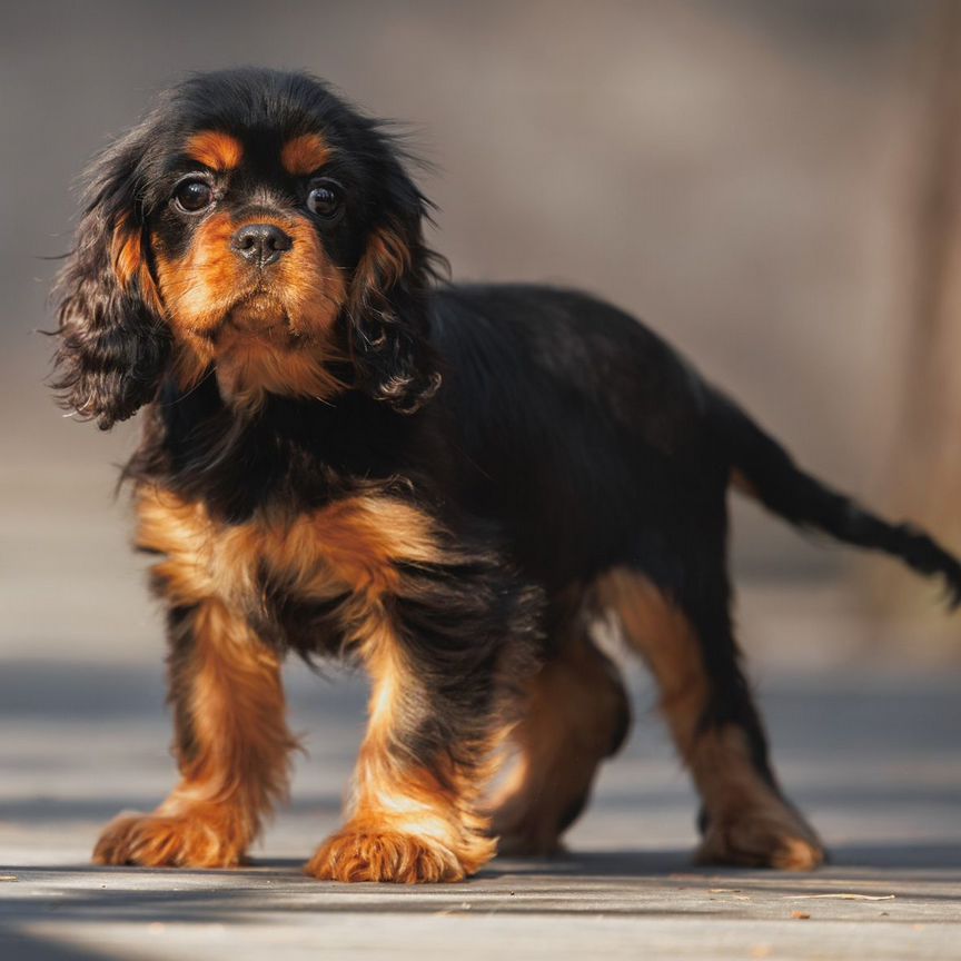 Кавалер кинг-чарльз-спаниель, щенок