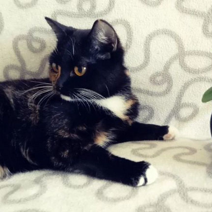 Кошечка в ответственные руки