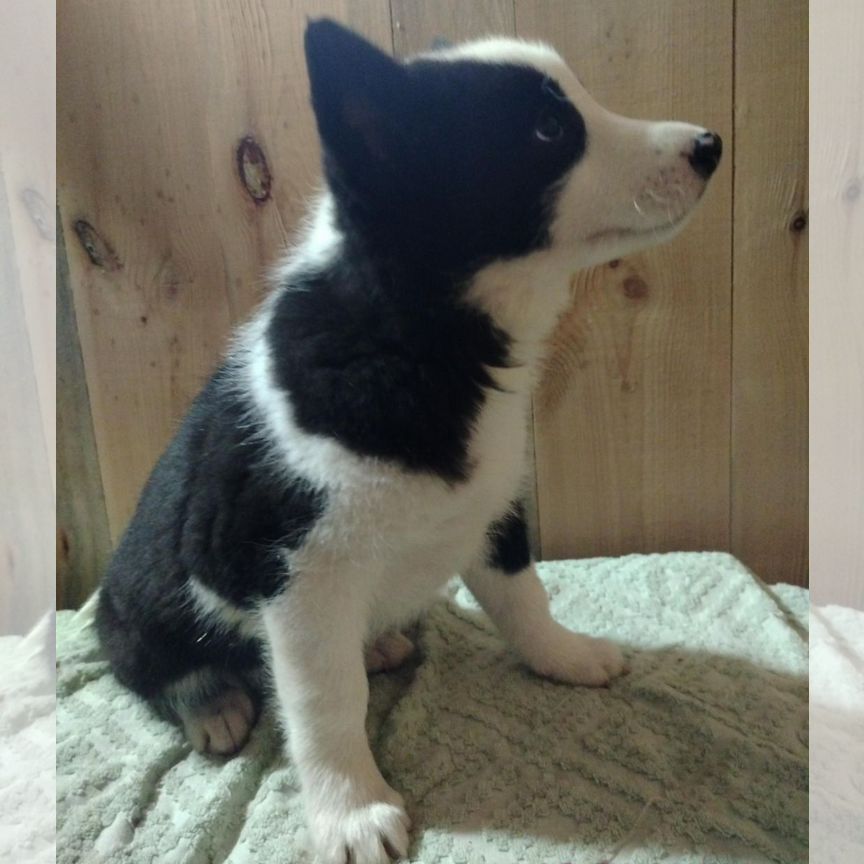 Русско-европейская лайка, щенок