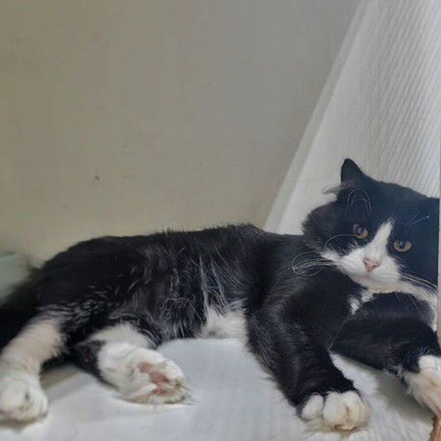 Кот чуть не погиб на улице