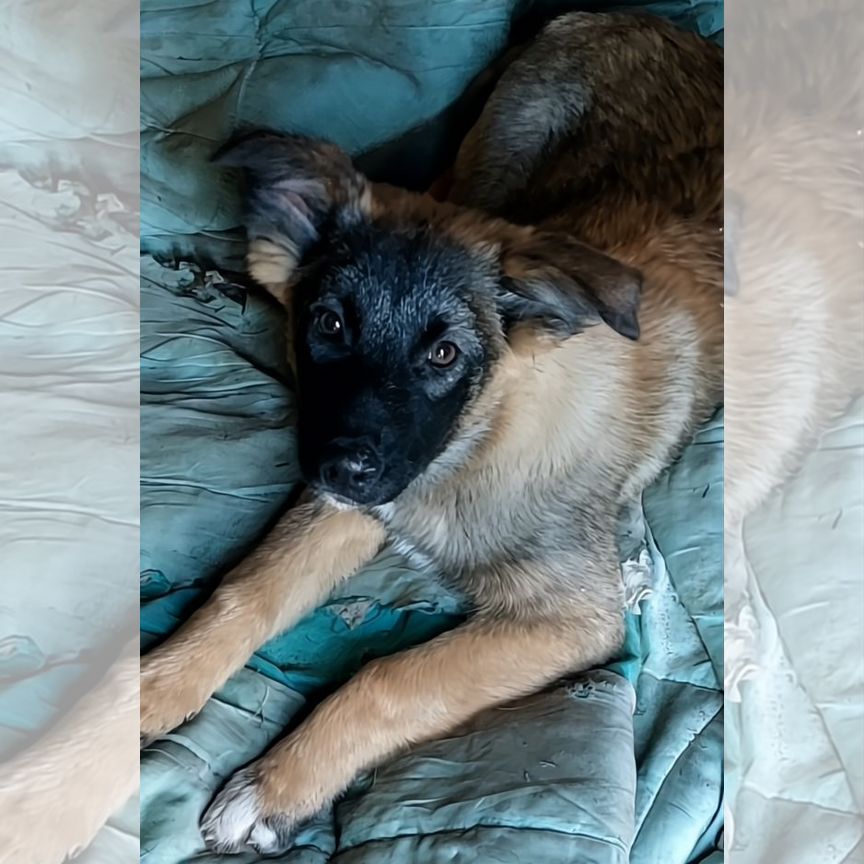 Щенок в добрые руки