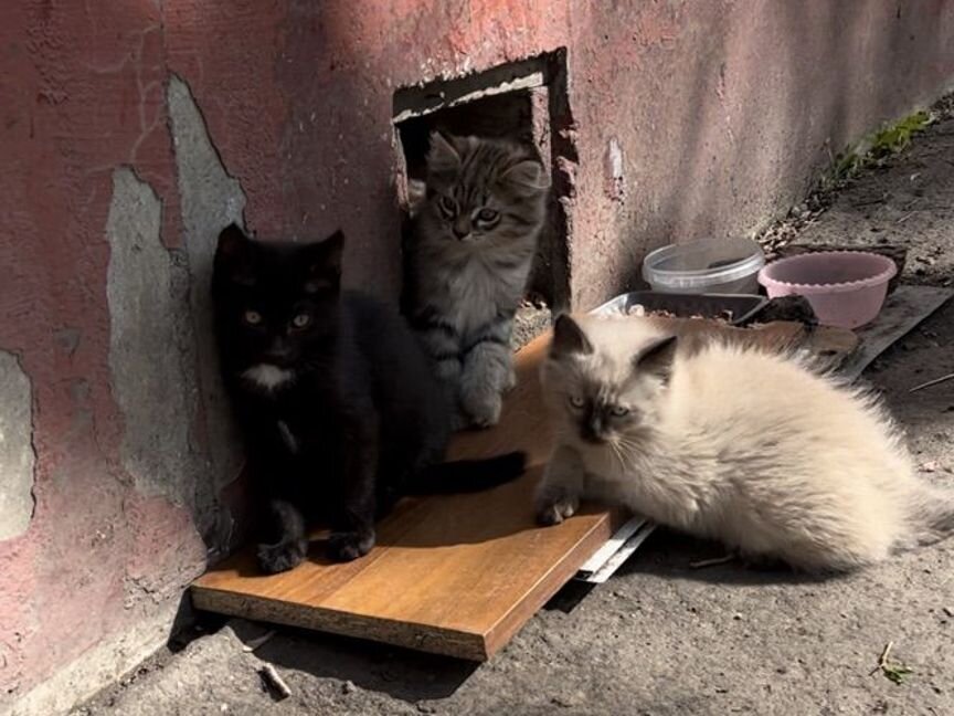 Котята в хорошие руки