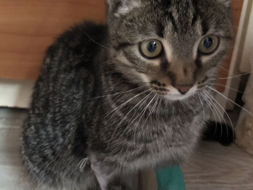 Котик ищет дом