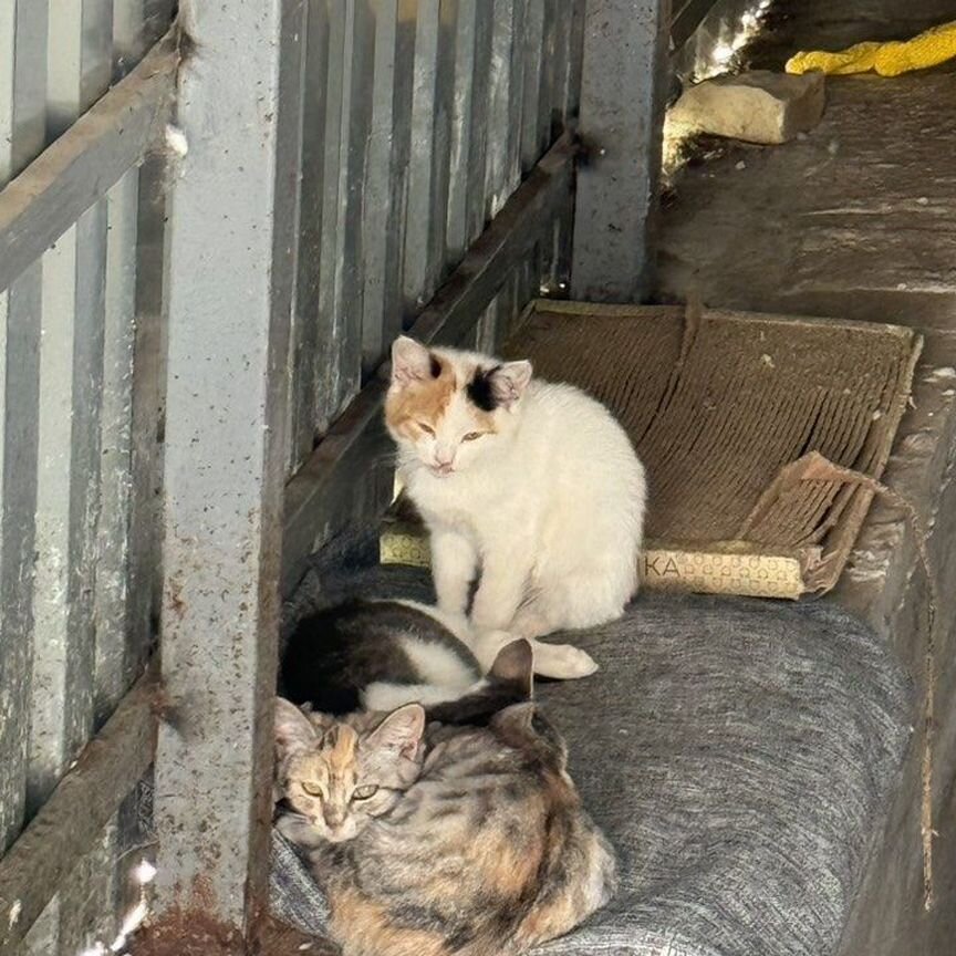 Кошки и коты в добрые руки