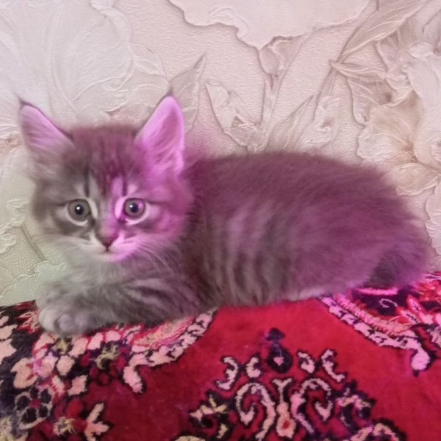 Котопёс