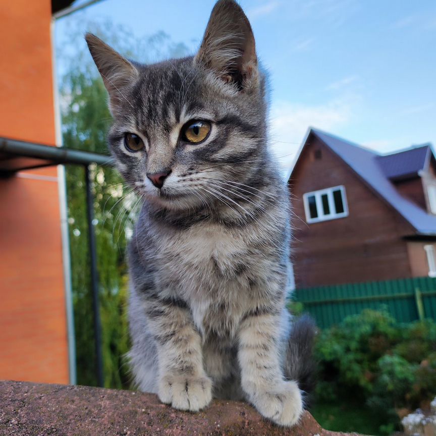 Котёнок в добрые руки