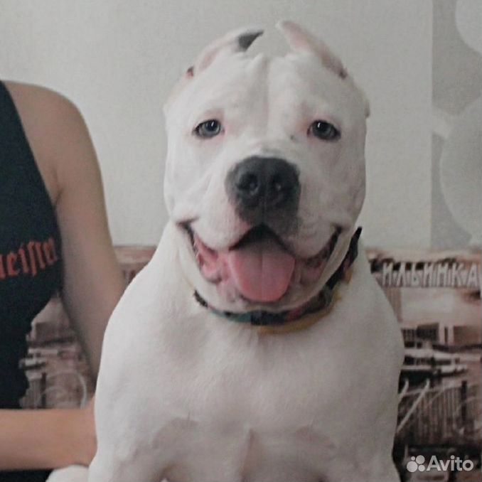 Американский булли XL девочка