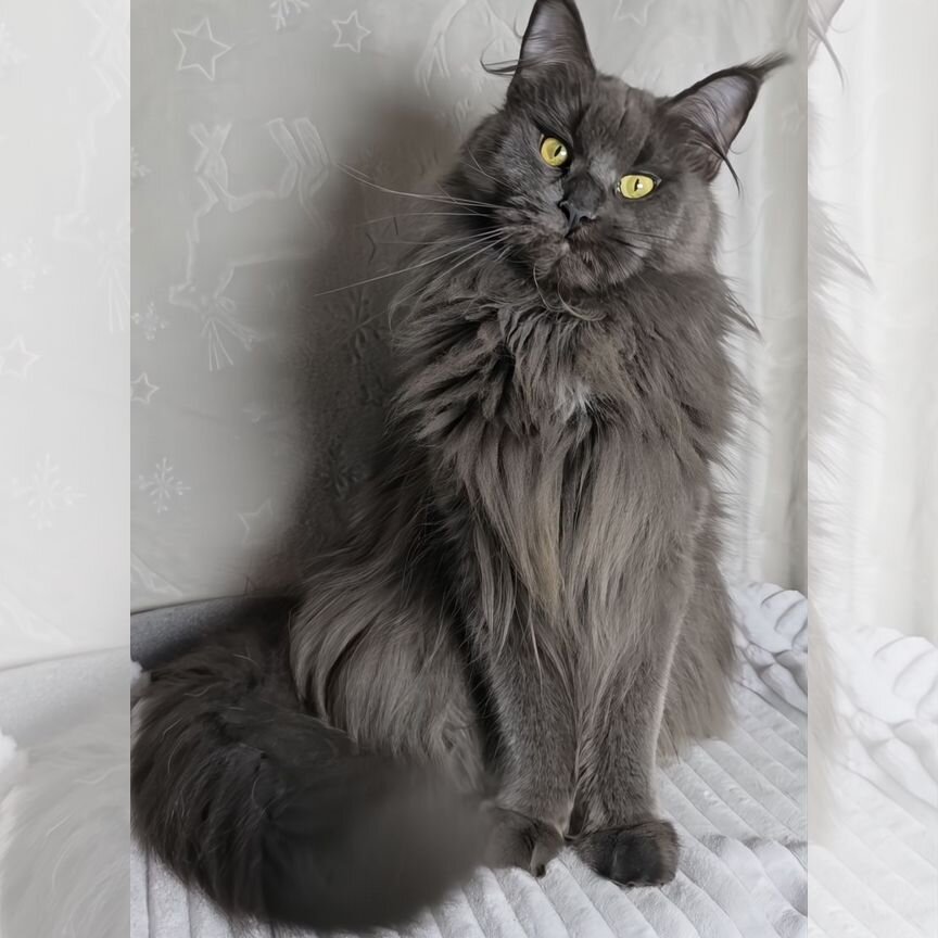 Мейн-кун кошка
