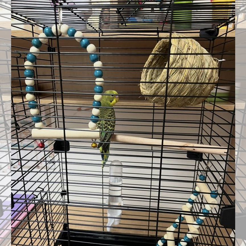 Волнистый попугай