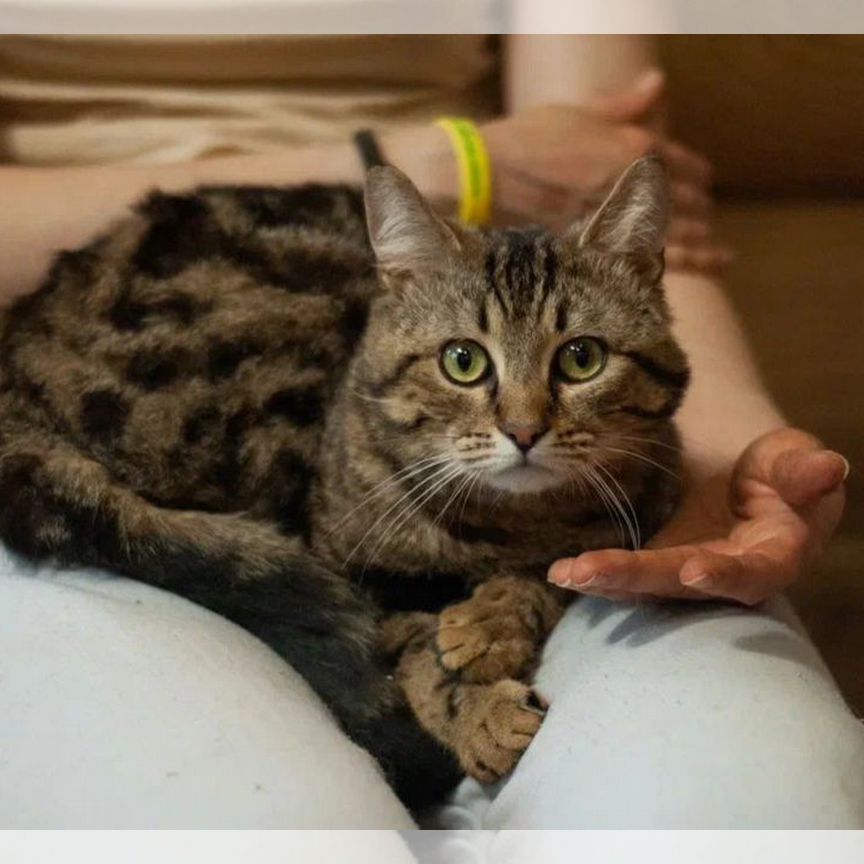 Тигровый котик Гамбол ищет дом. Лесной приют