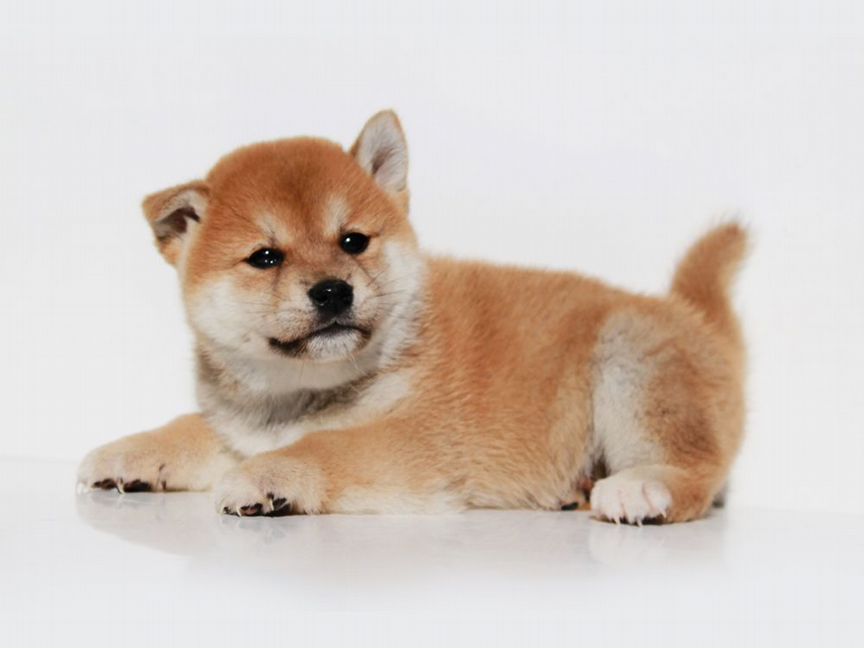 Детки сиба ину