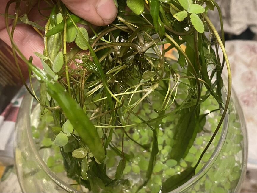 Ампуляри:улитки-малыши,и водоросли после прополки