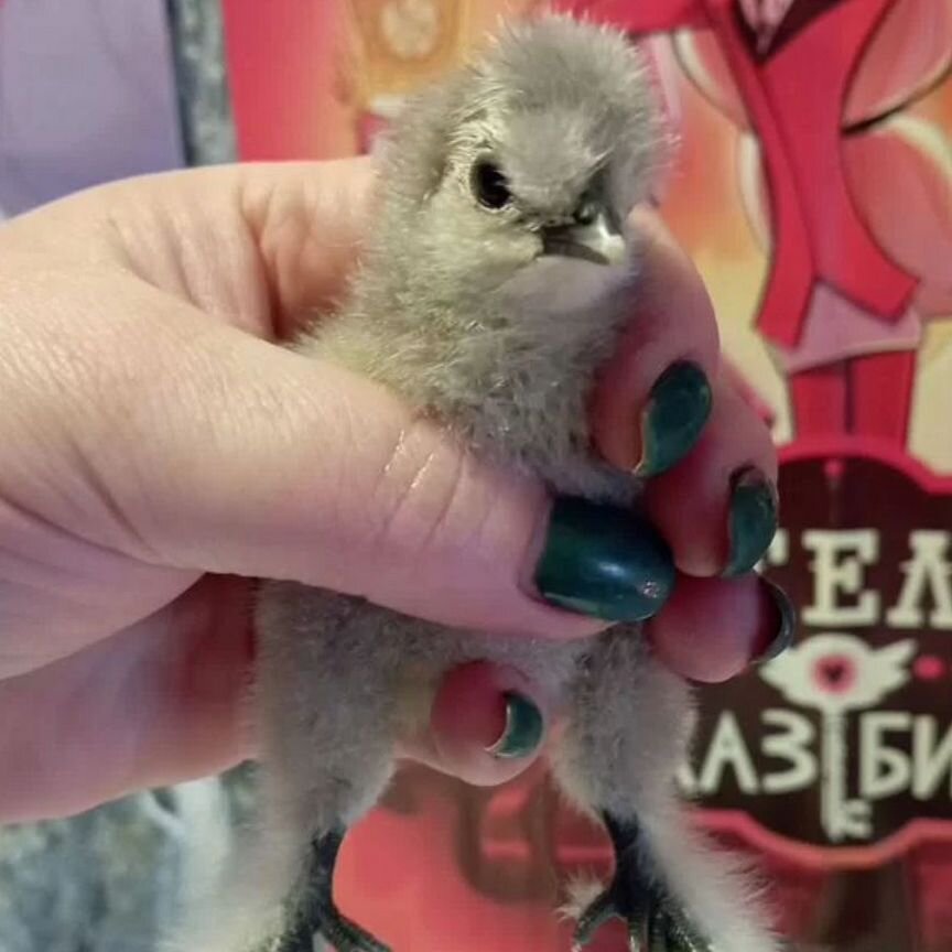 Продаются пушистые комочки Китайской Шёлковой