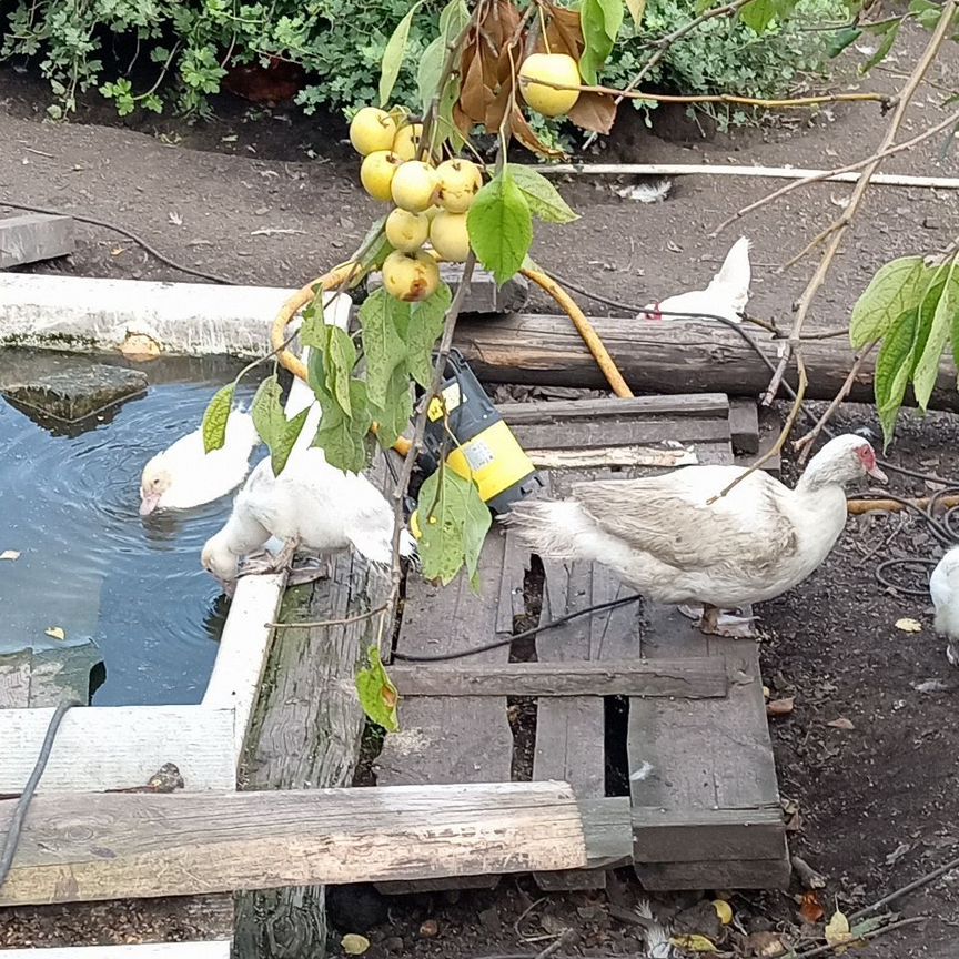 Мускусные утки и молодые петушки