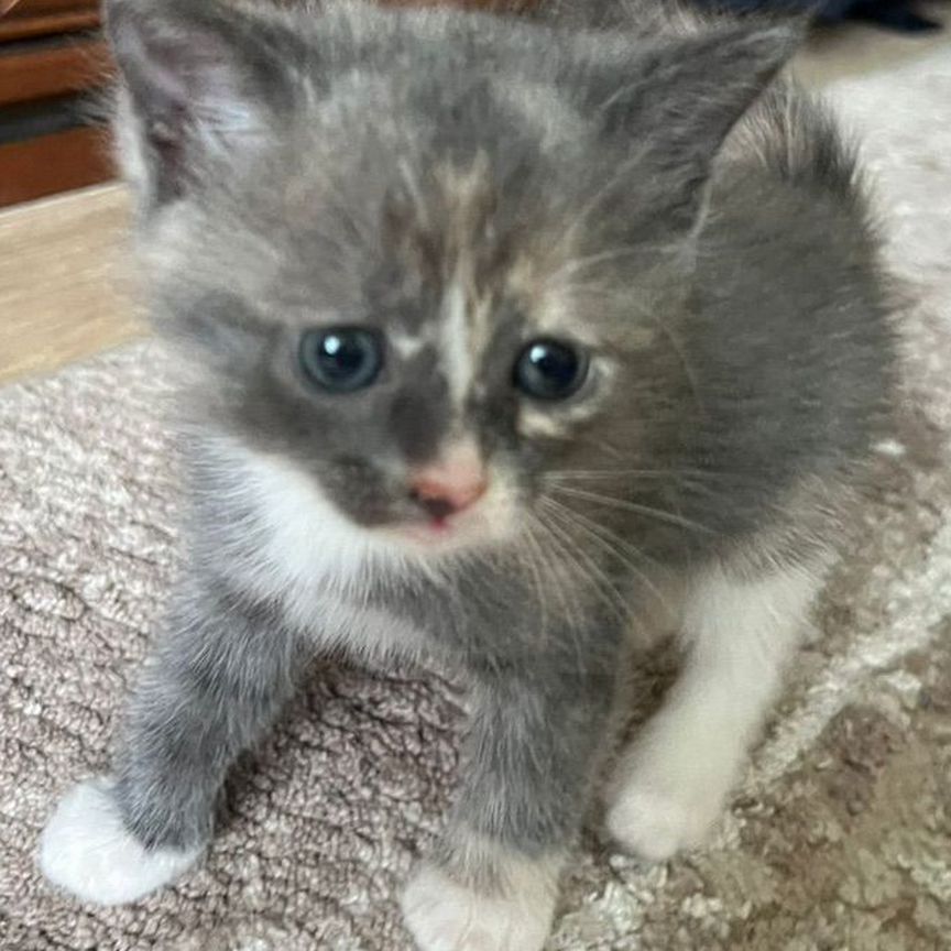 Котята в доьрые руки