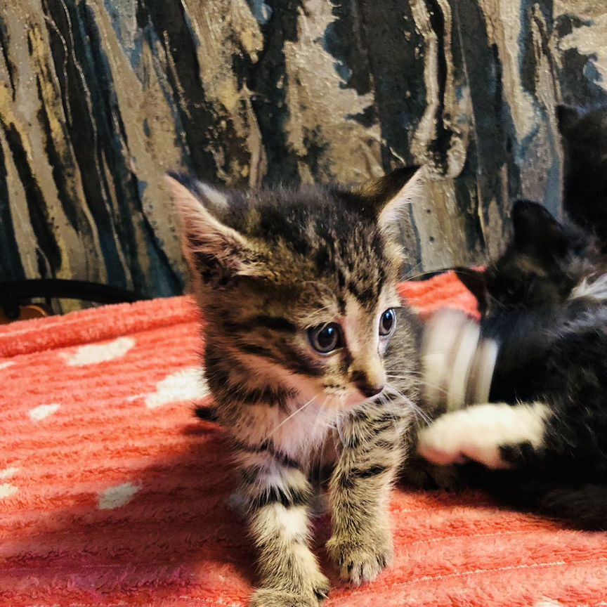 Котенок в добрые руки