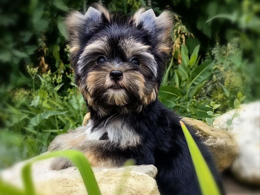 Девочка цветной йорк