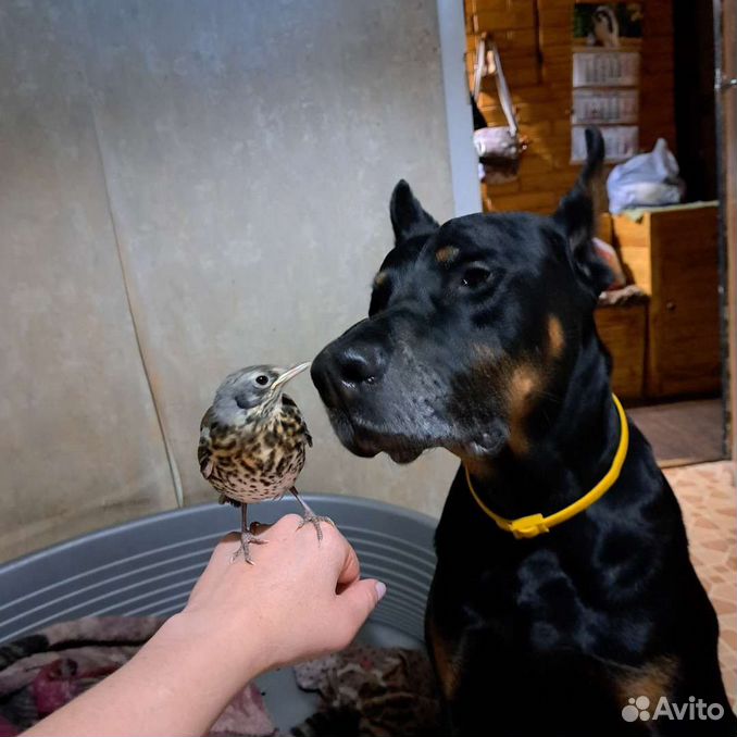 Ручной дрозд