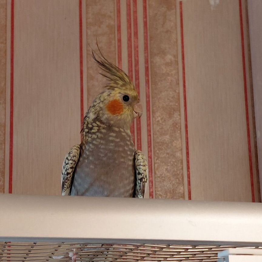 Попугай корелла птенец